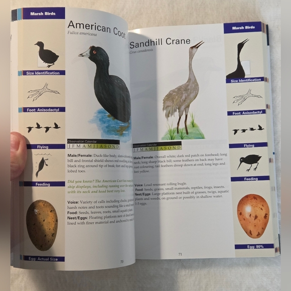 Accents | Ontario Birds Field Guide By Jeffrey C Domm | Poshmark